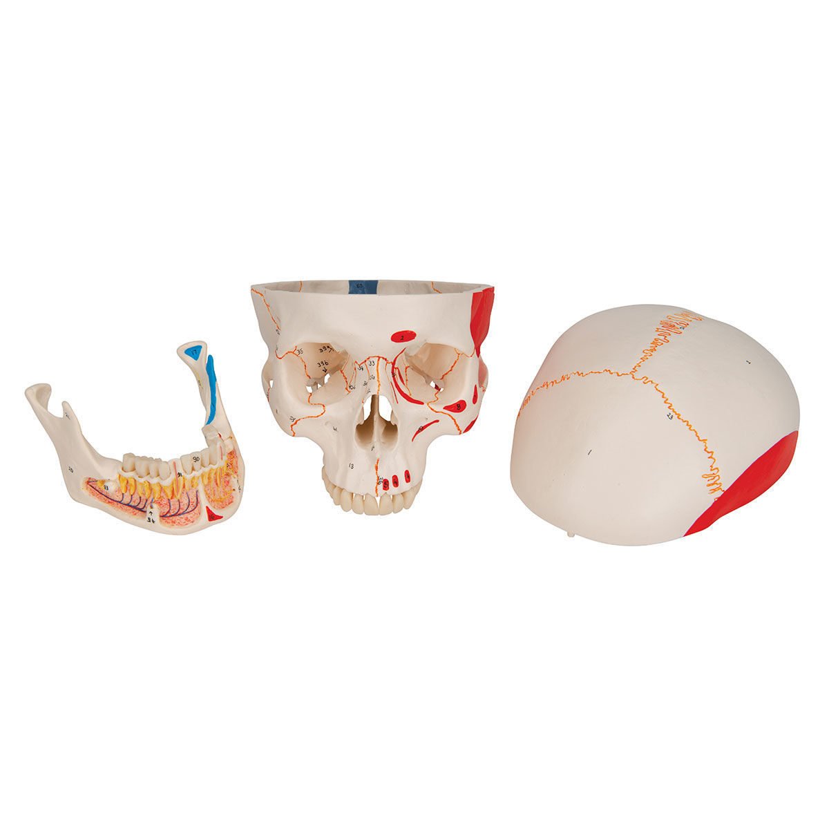 Heraco AB. Kranium muskel A22/1 1020167