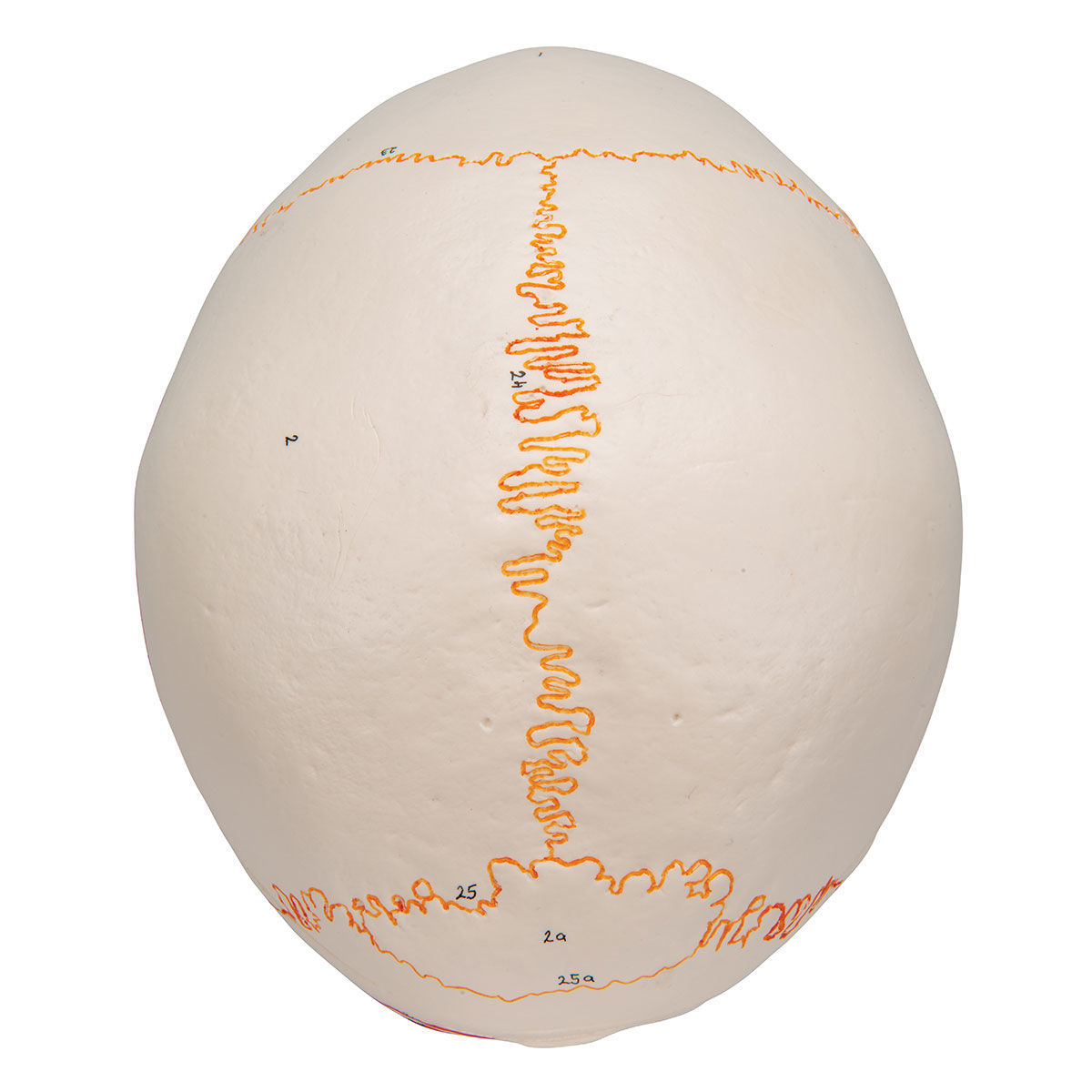 Heraco AB. Kranium muskel A22/1 1020167